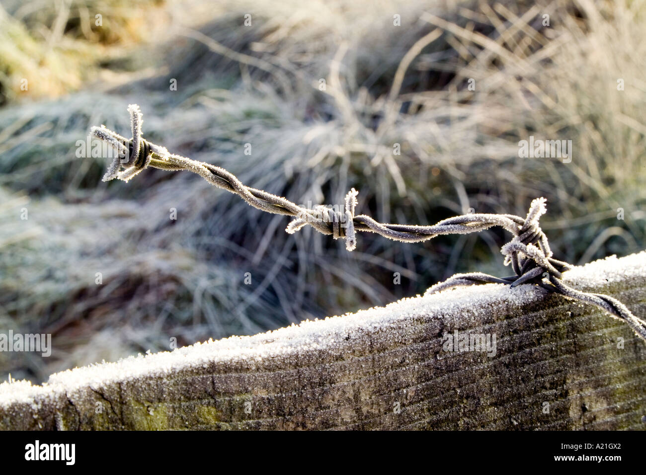 Frost covered broken barbed wire on fence Stock Photo - Alamy