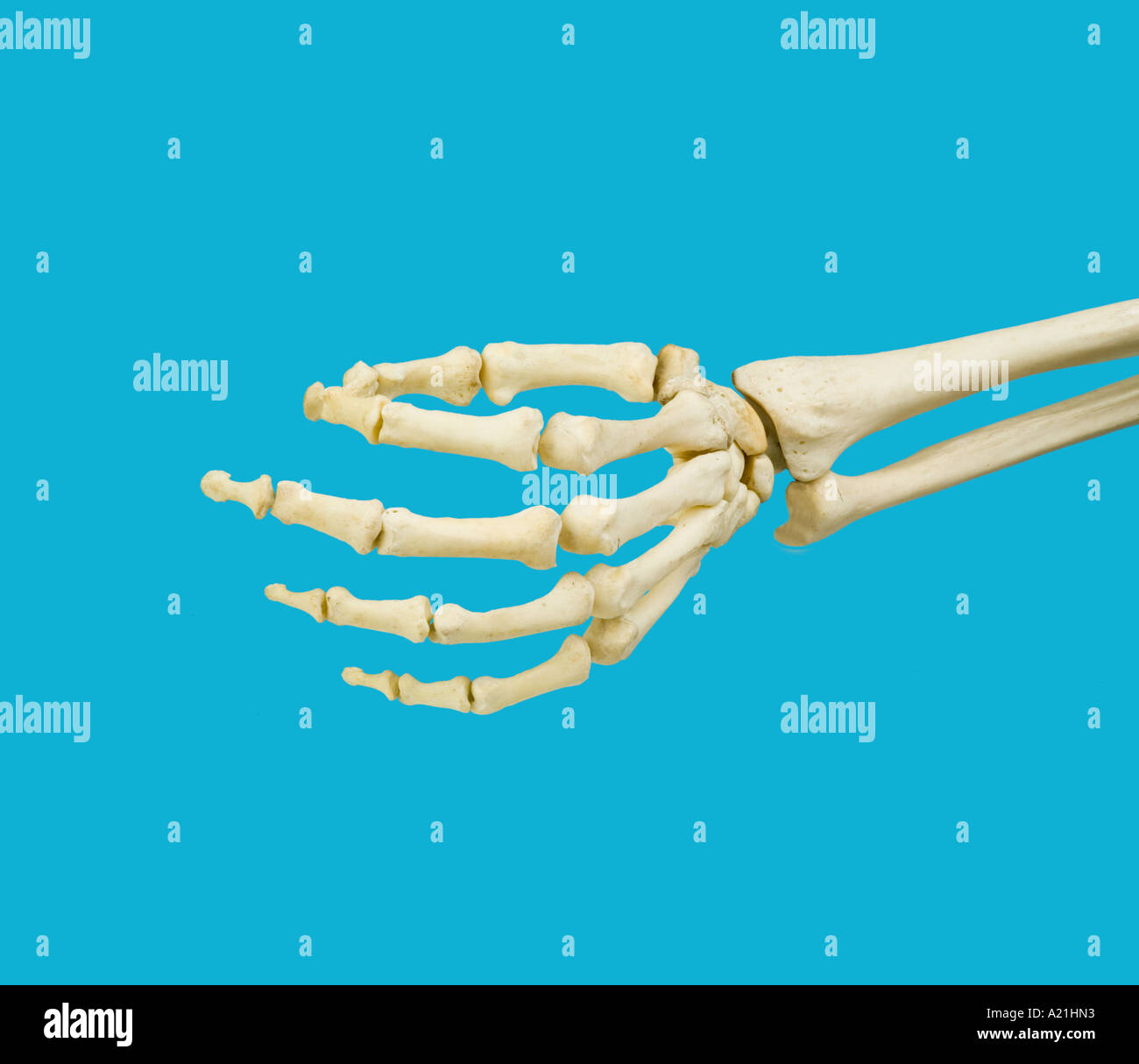 Human skeleton left hand in hi-res stock photography and images - Alamy