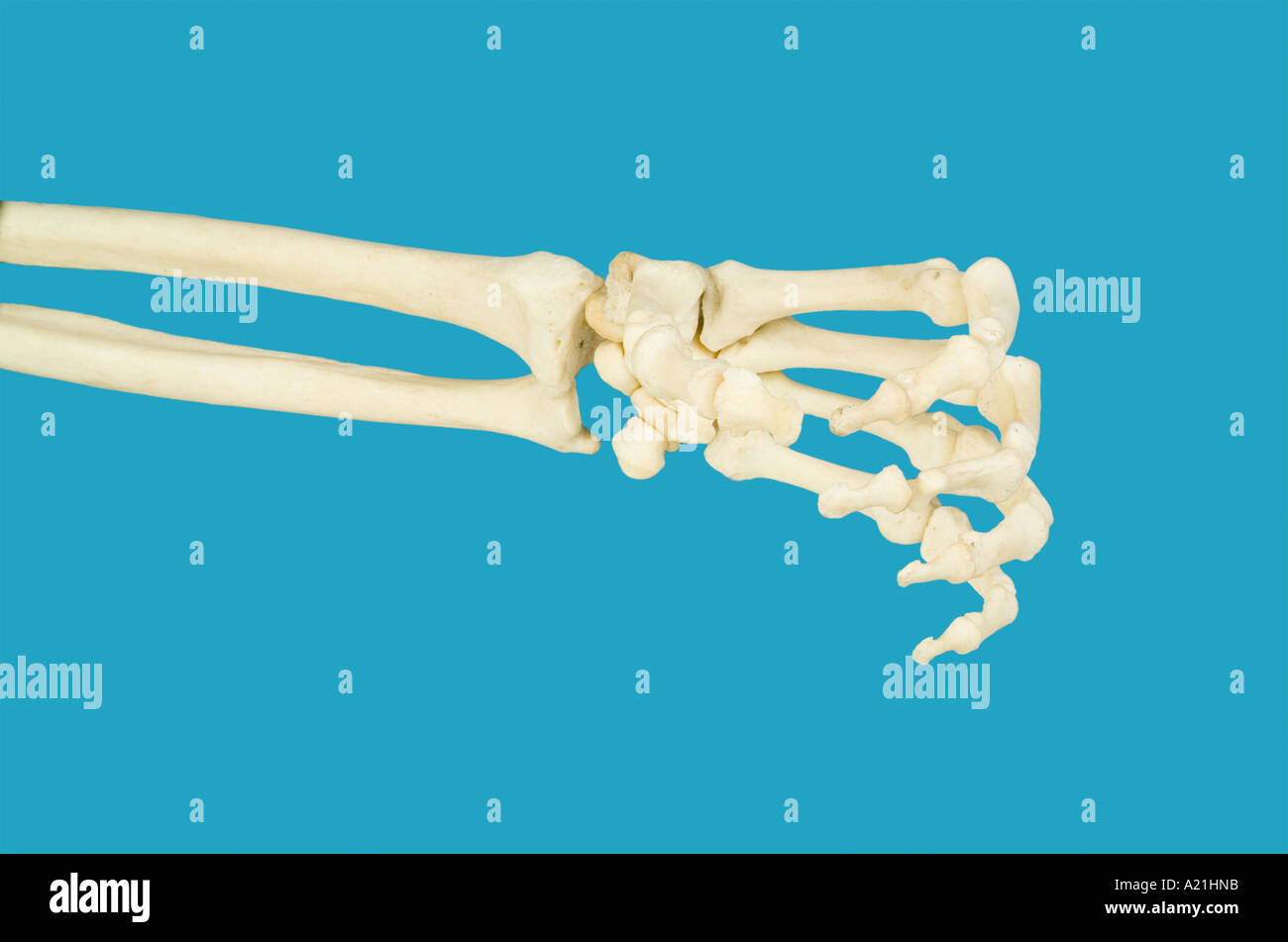 Human skeleton left hand in grip hold position Stock Photo - Alamy