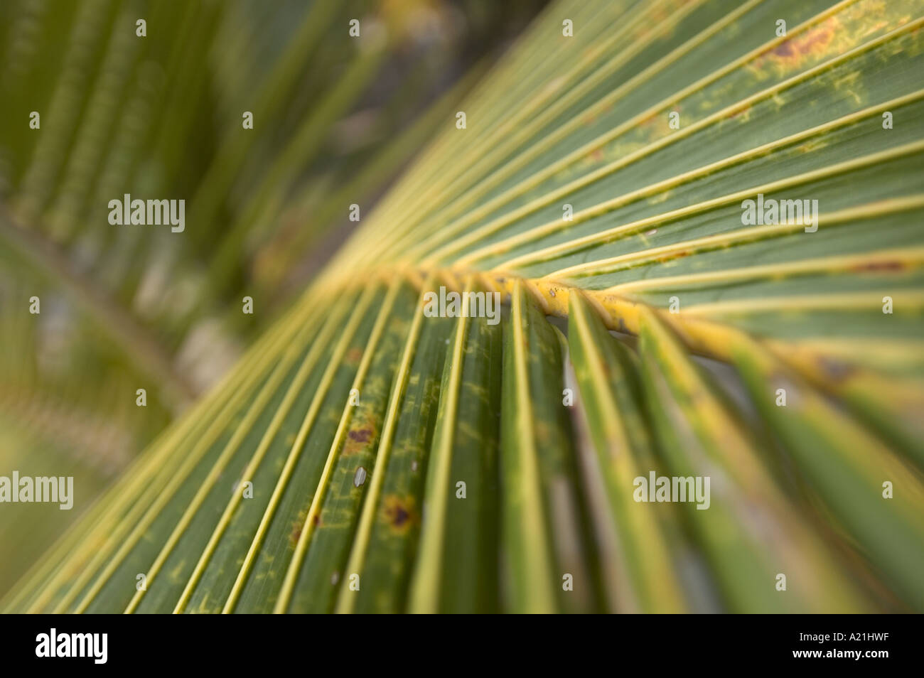 Hawaiian palm branches Stock Photo - Alamy