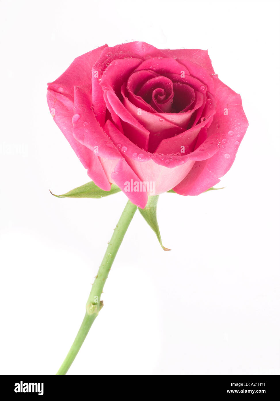Rose background images Cut Out Stock Images & Pictures - Alamy