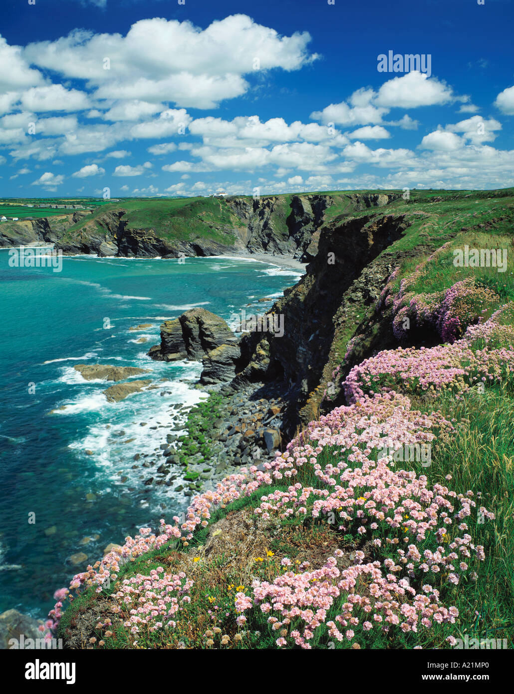 Lizard cornwall coast path flowers hi-res stock photography and images ...