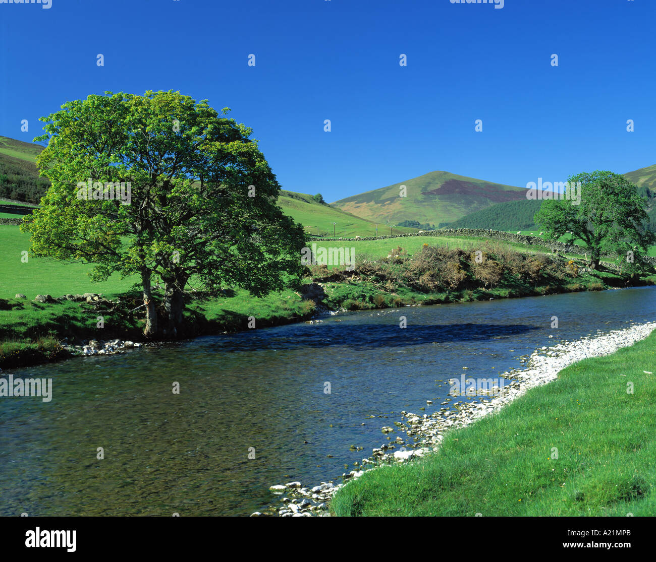 GB SCOTLAND BORDERS UPPER TWEEDDALE RIVER TWEED NEAR DRUMELZIER Stock ...