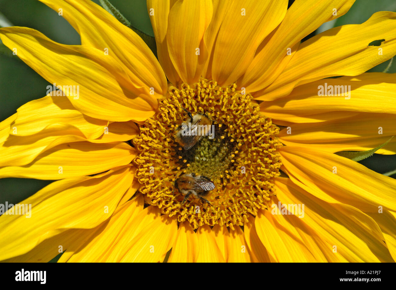 Bees and sunflower hi-res stock photography and images - Alamy