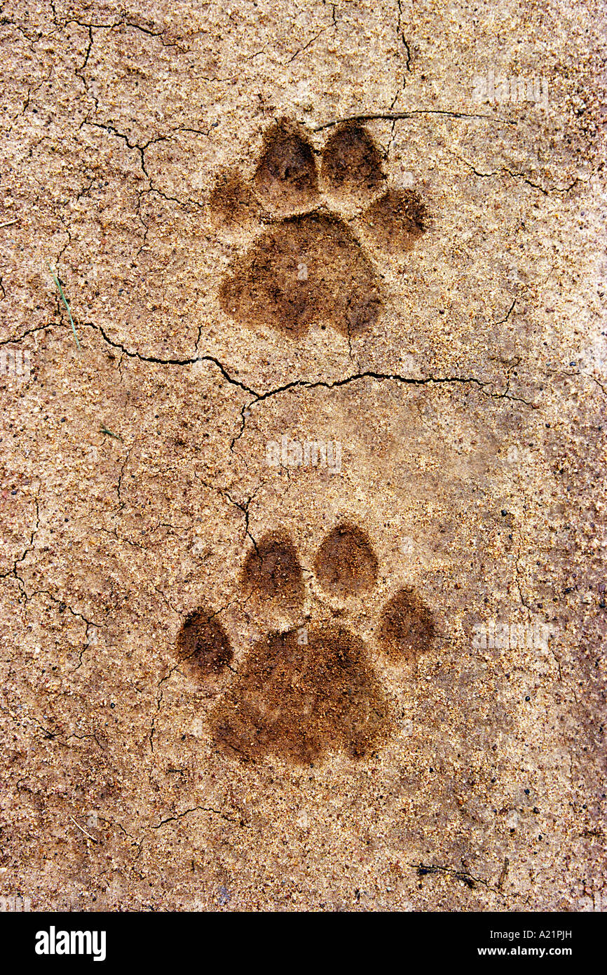 Pug mark hi-res stock photography and images - Alamy