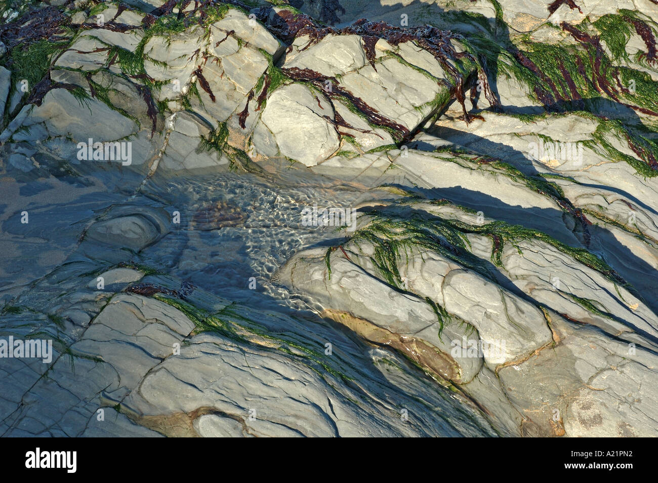 Rockpool on Cornish beach Stock Photo - Alamy