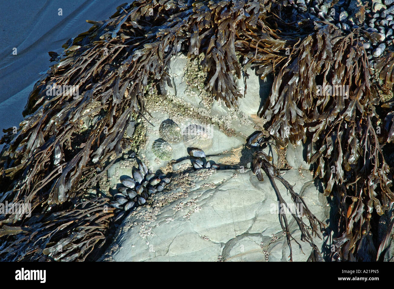 Cornish sea shell hi-res stock photography and images - Alamy