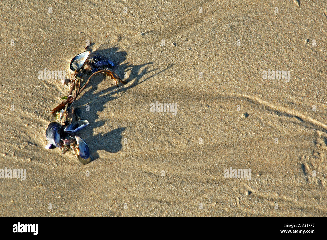 Seaweed and shells on Cornish beach Stock Photo - Alamy