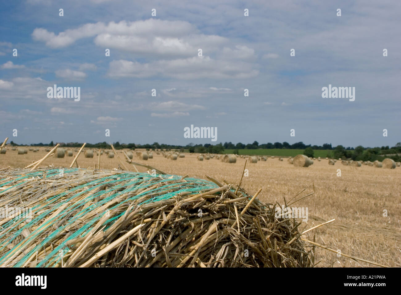 Harvest essex hi-res stock photography and images - Alamy