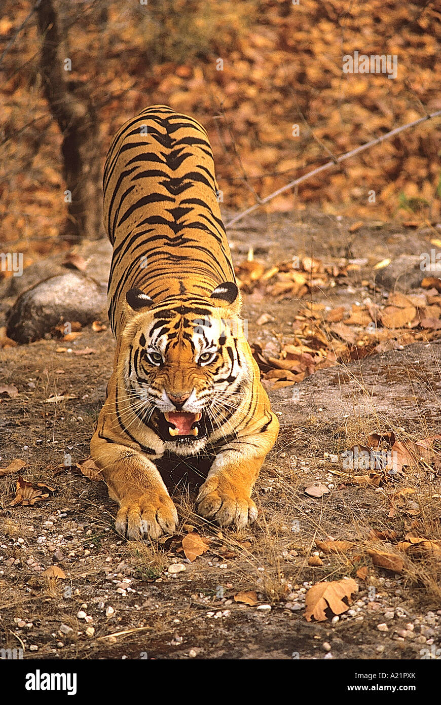 Tiger crouching Bandhavgarh National Park Madhya Pradesh India Stock ...