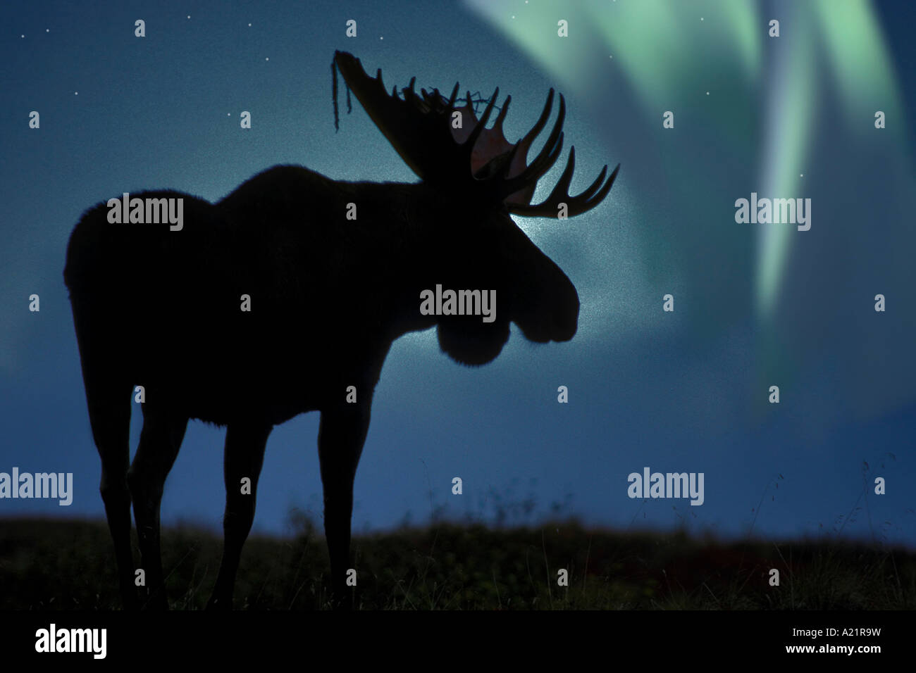 Moose Alces alces Northern Lights Denali NP Alaska Stock Photo - Alamy