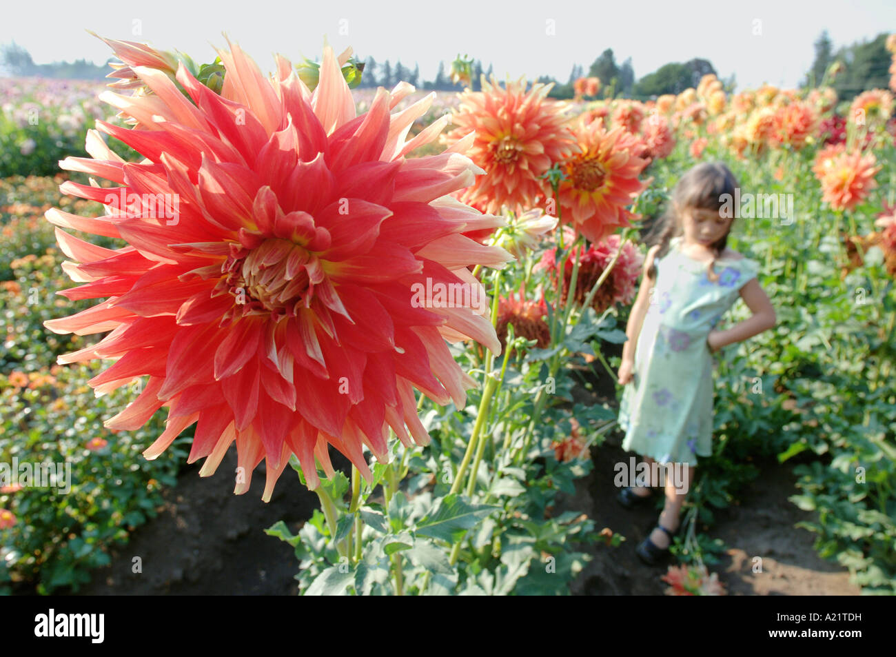 Girl Standing in Dahlia Field, Portland, Oregon Stock Photo - Alamy