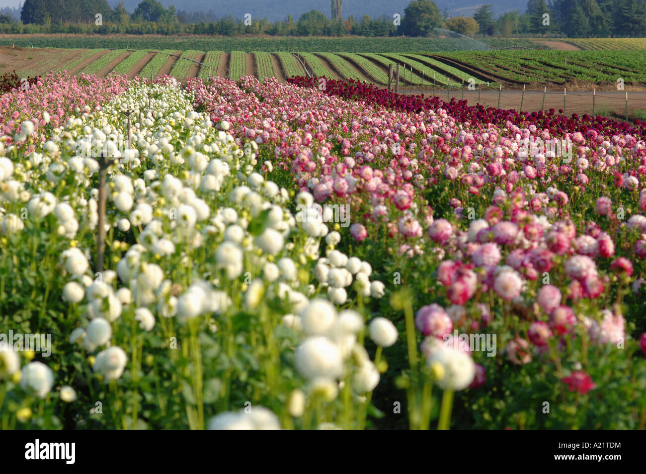 Things to do in portland hi-res stock photography and images - Alamy