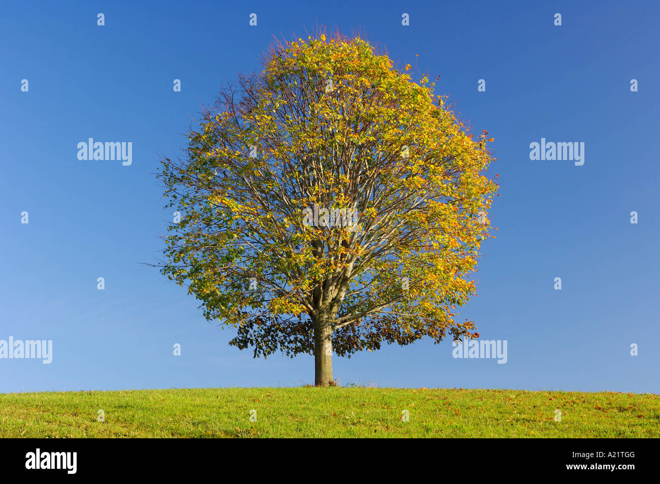 Lime Tree, Bavaria, Germany Stock Photo - Alamy