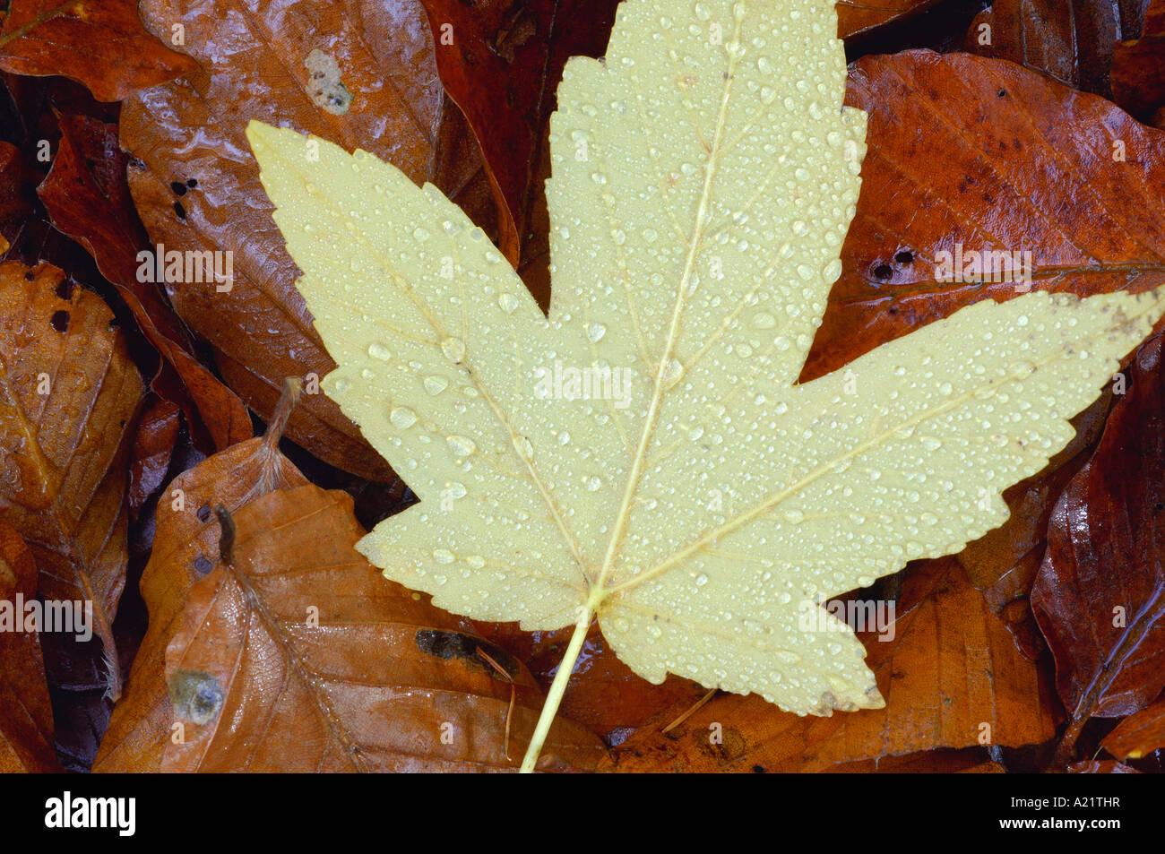 Dried sycamore leaf hi-res stock photography and images - Alamy
