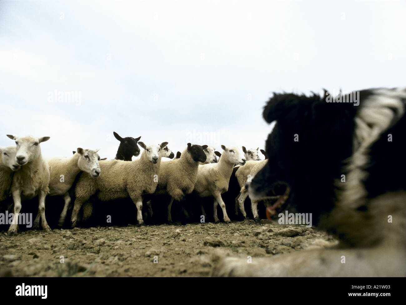 Sheepdog sheep hi-res stock photography and images - Alamy