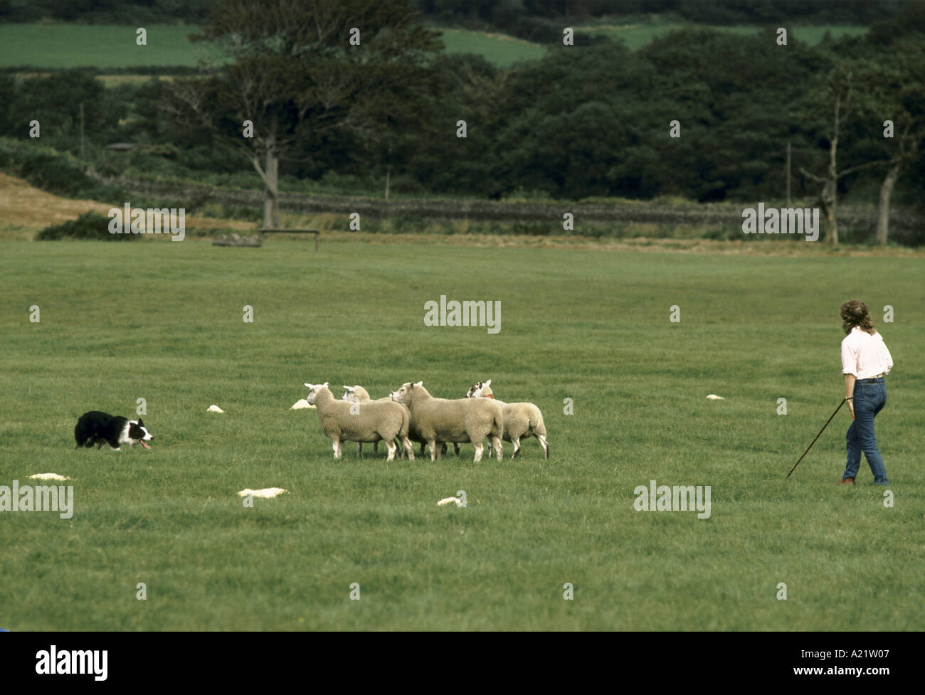 Dog with sheep hi-res stock photography and images - Alamy