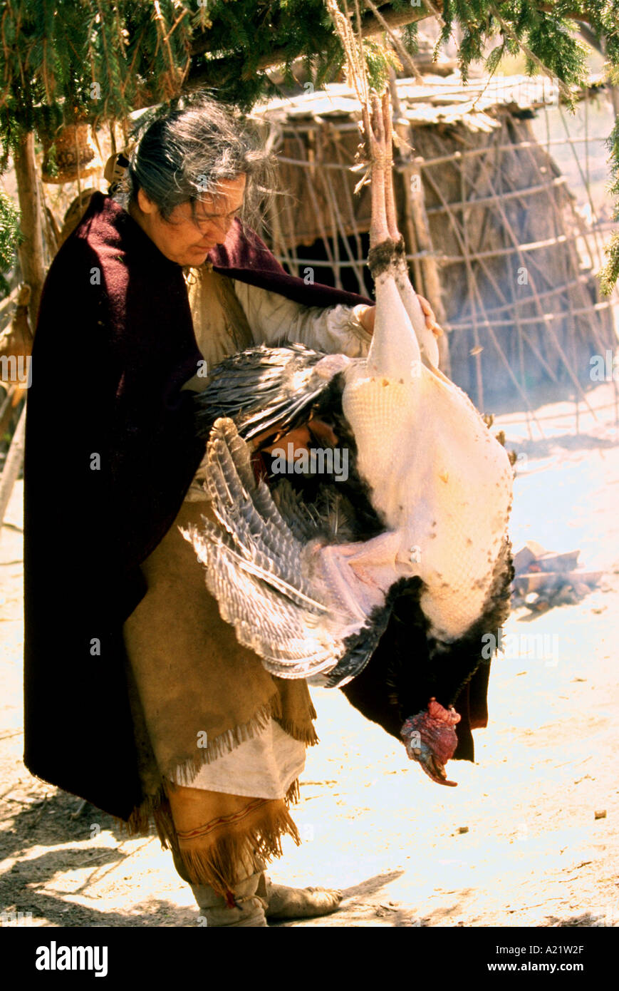 Turkey plucking hi-res stock photography and images - Alamy