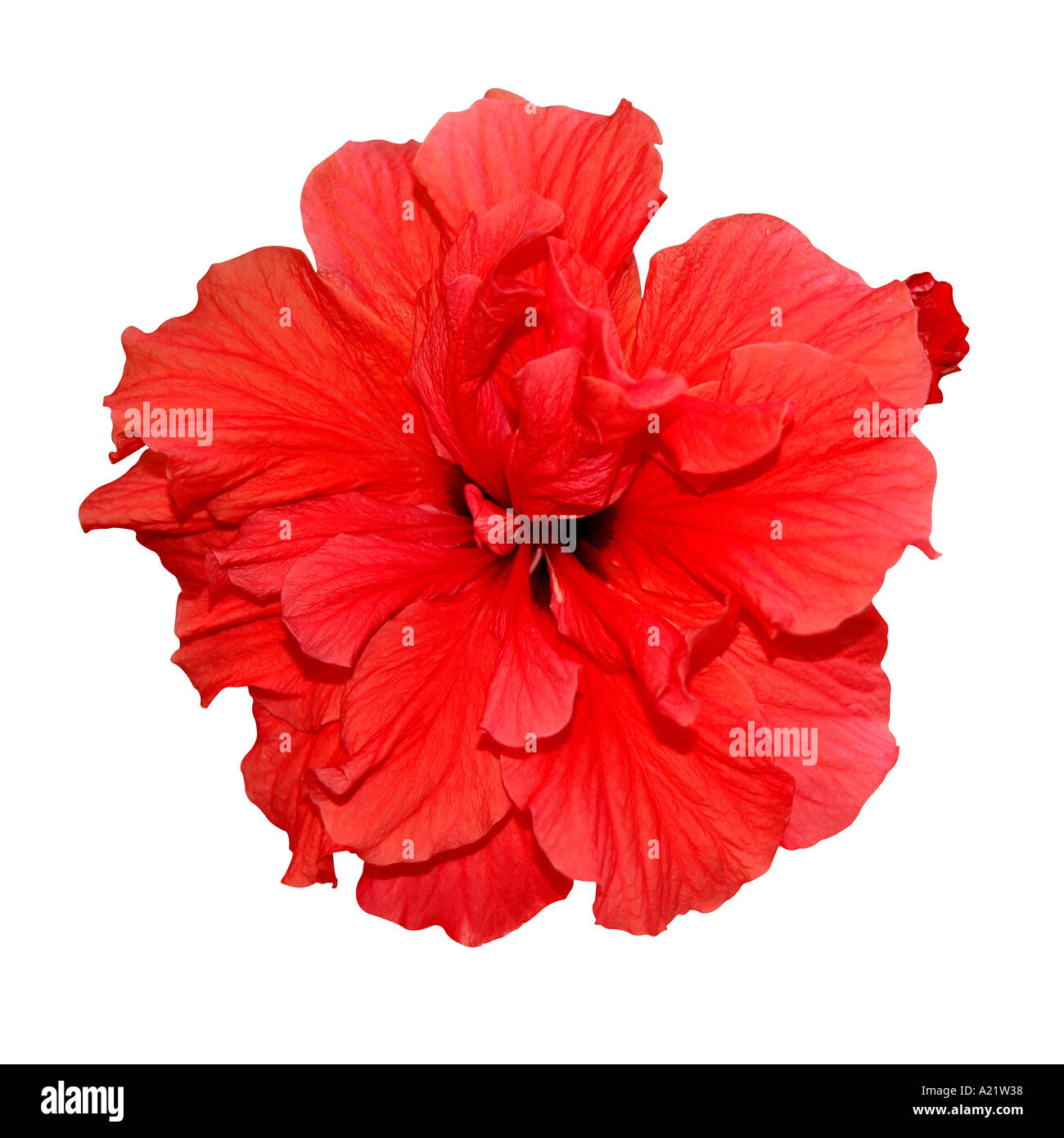 Red hibiscus flower hibiscus rosa sinensis Cut Out Stock Images ...