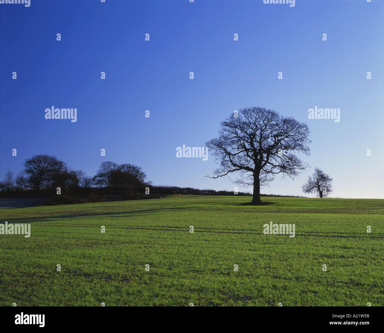 Oak Tree Quercus robur in Field of Winter Crops Stock Photo - Alamy
