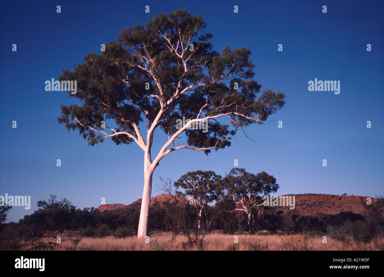Ghost gum eucalyptus papuana hi-res stock photography and images - Alamy