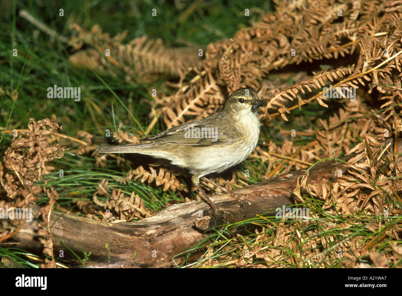Domed bird nest hi-res stock photography and images - Alamy