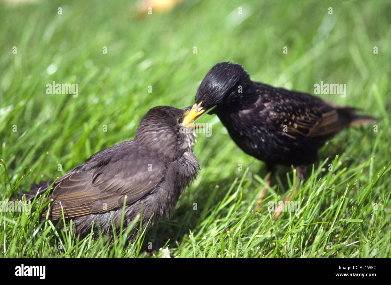 Common starling fledged bird hi-res stock photography and images - Alamy