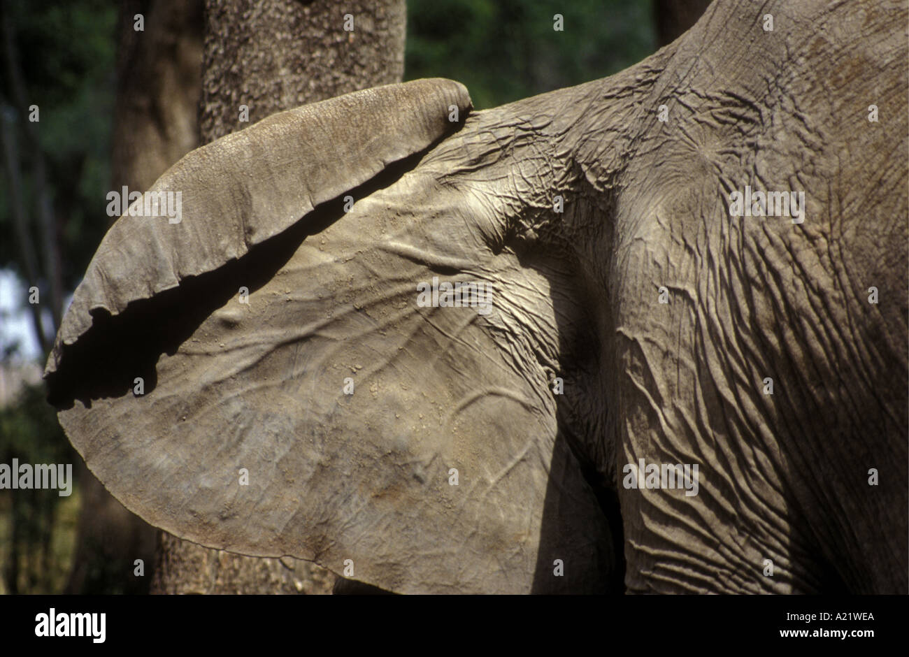 Rear african elephants ear hi-res stock photography and images - Alamy