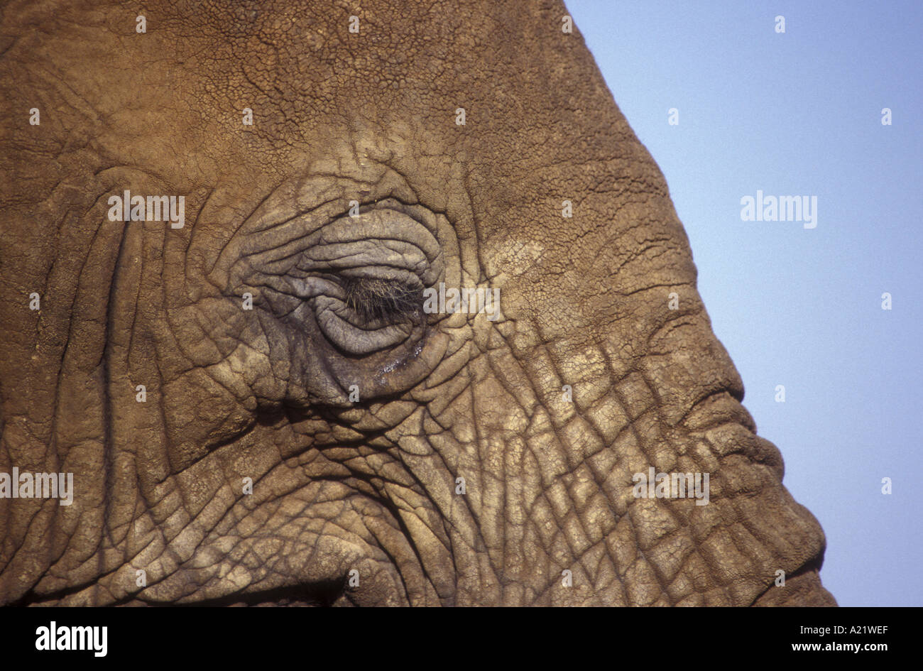 Close up of African elephants eye and forehead Stock Photo - Alamy