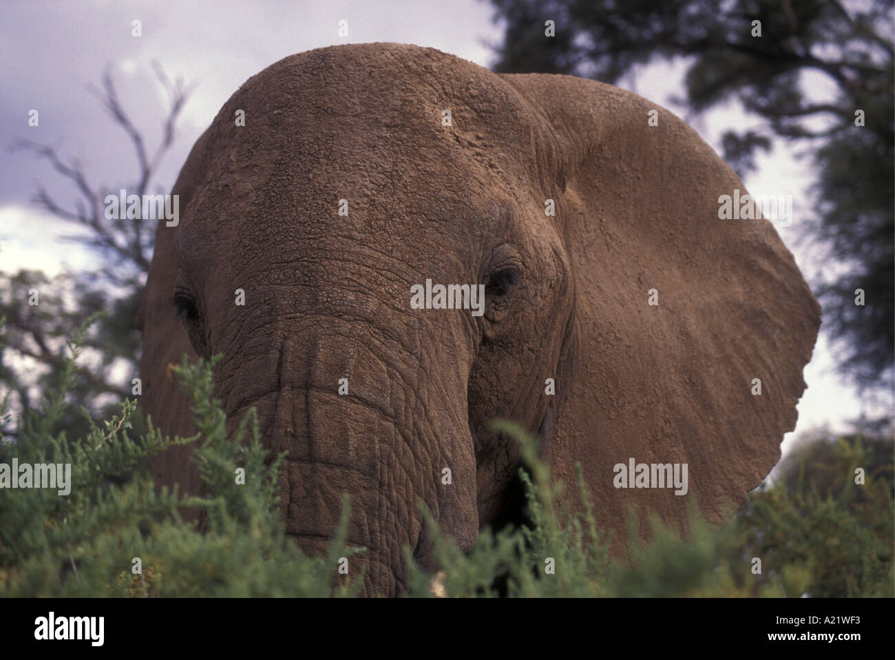 Close up of African elephants domed forehead and eyes Stock Photo - Alamy
