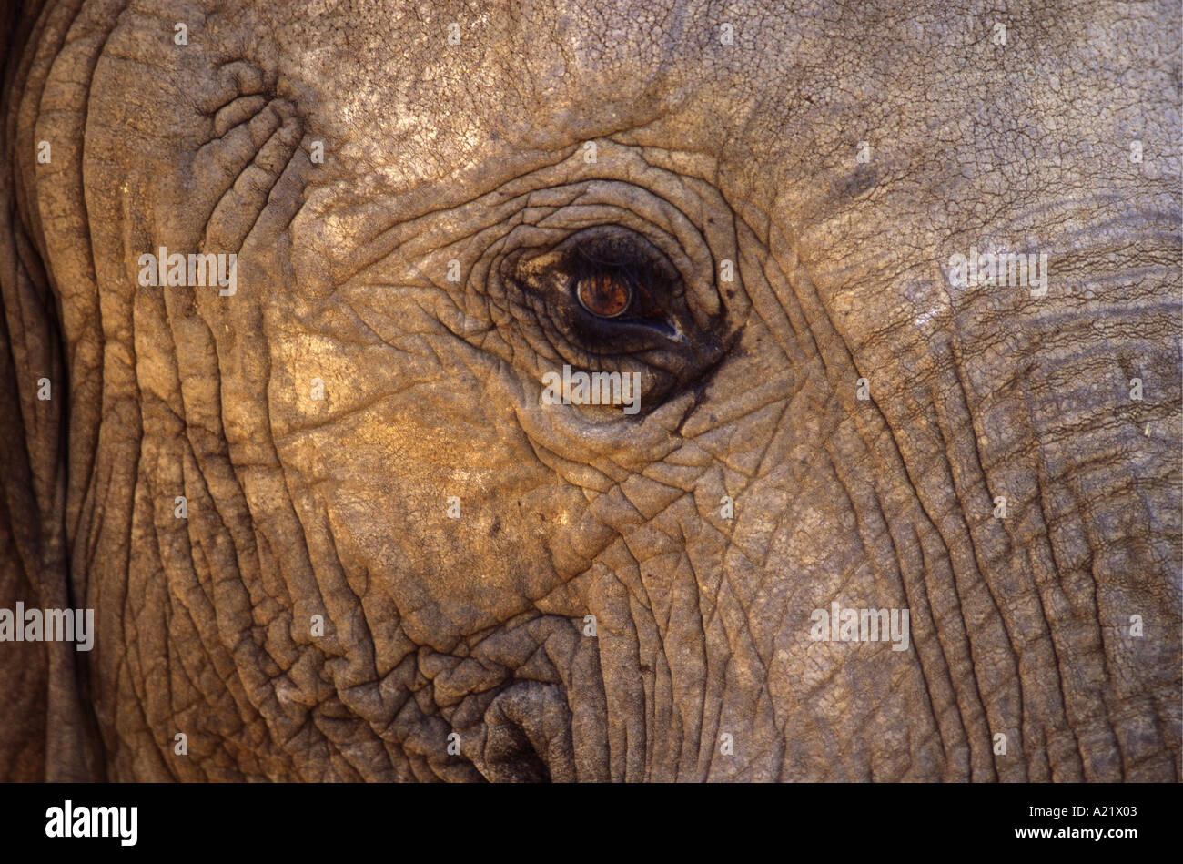 Elephants seen hi-res stock photography and images - Alamy