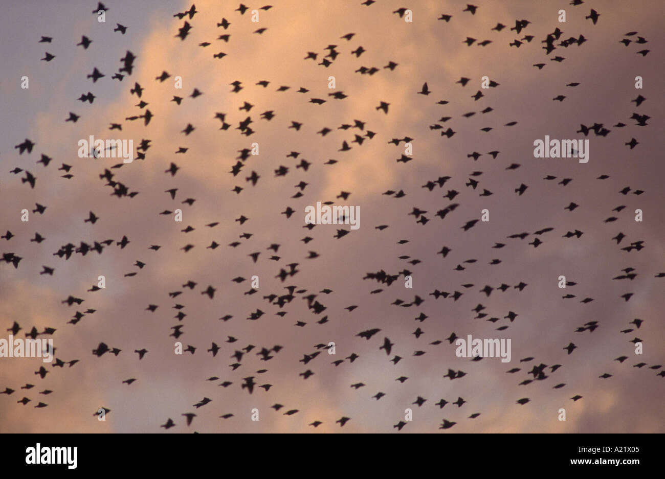 Common starling mass roost hi-res stock photography and images - Alamy