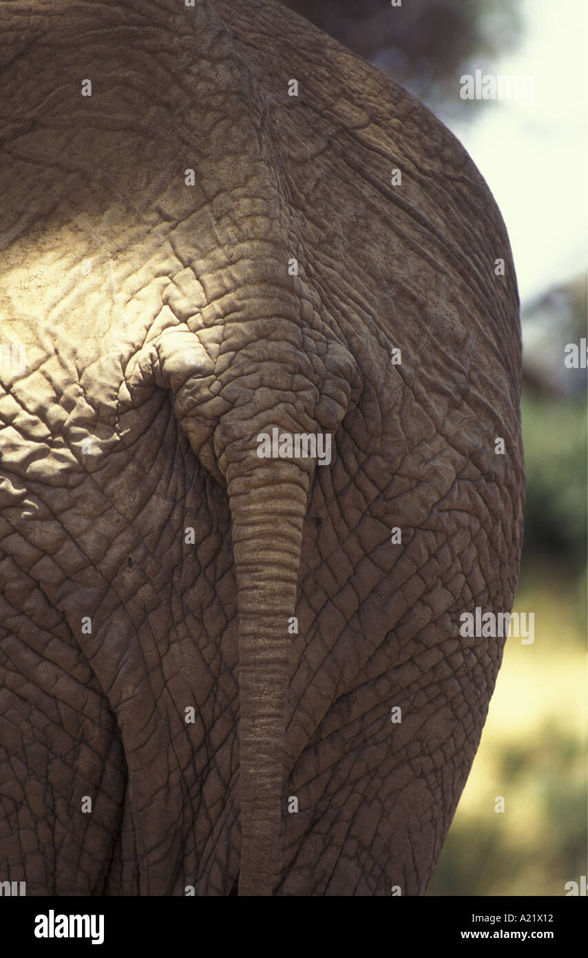Elephants skin close up hi-res stock photography and images - Alamy