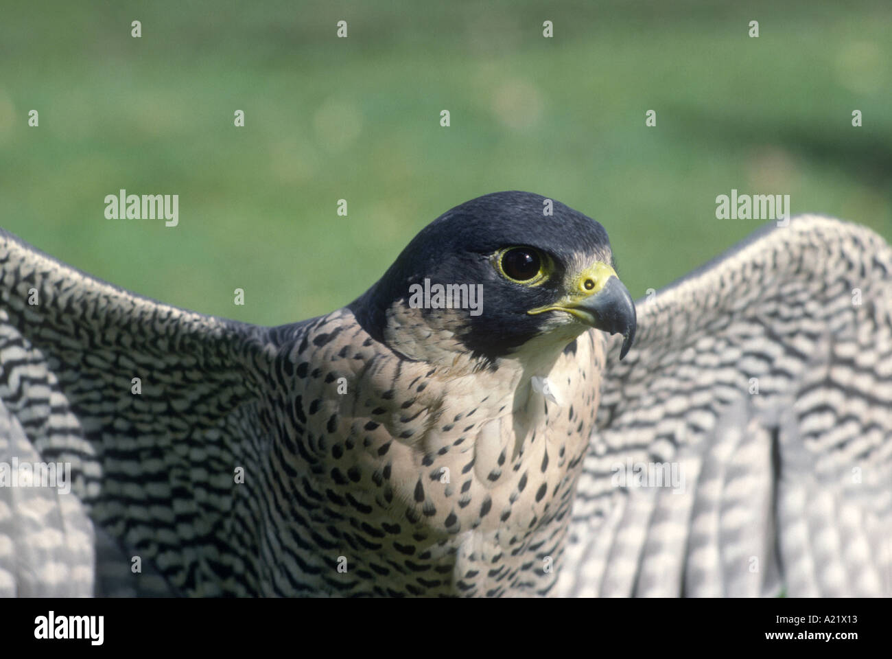Peregrine falcon dive hi-res stock photography and images - Alamy
