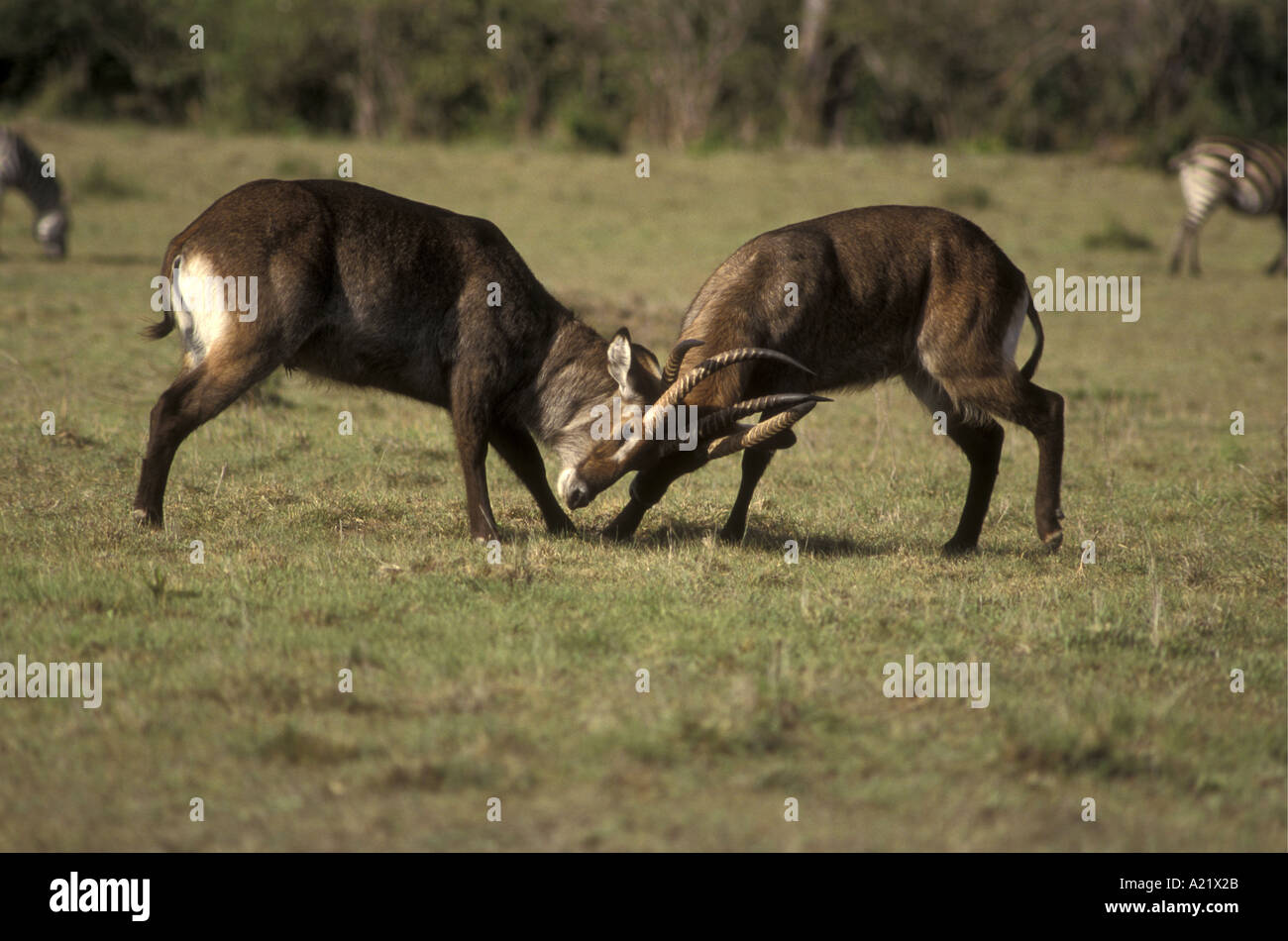 Gazelle mating hi-res stock photography and images - Alamy