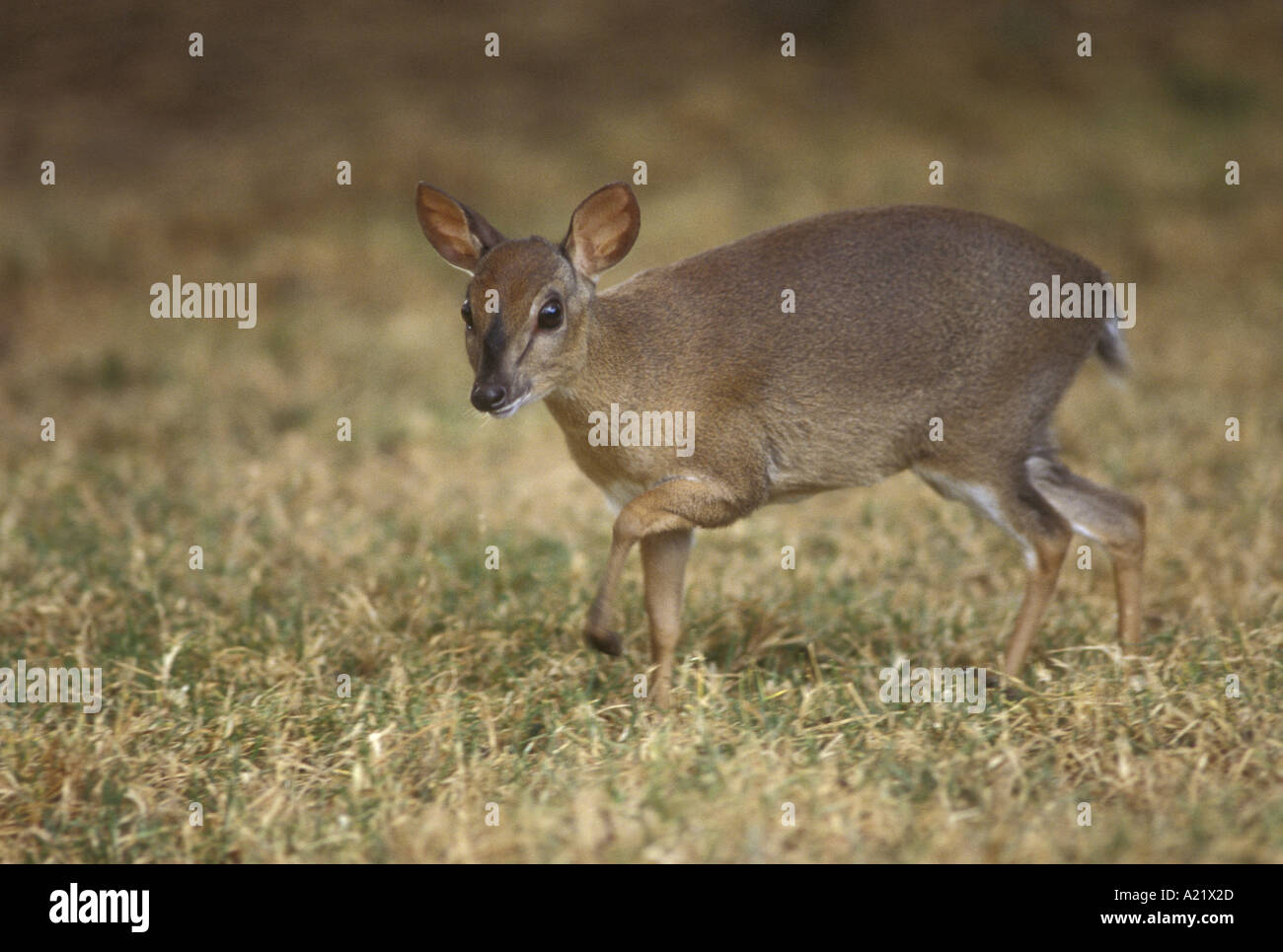 Female Suni antelope Kenya East Africa Stock Photo - Alamy