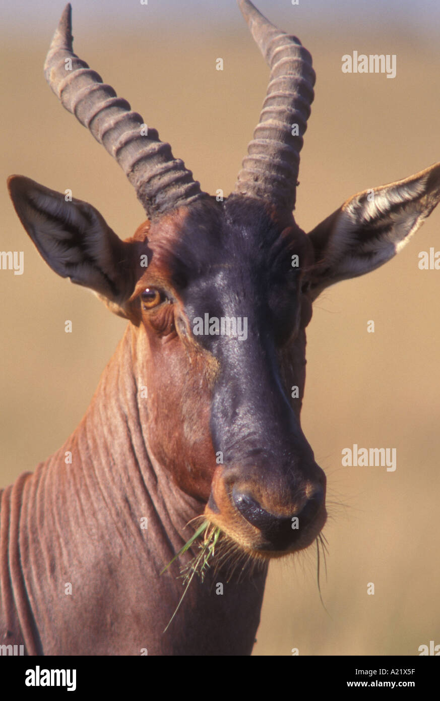 Close up portrait of male Topi Masai Mara National Reserve Kenya East ...