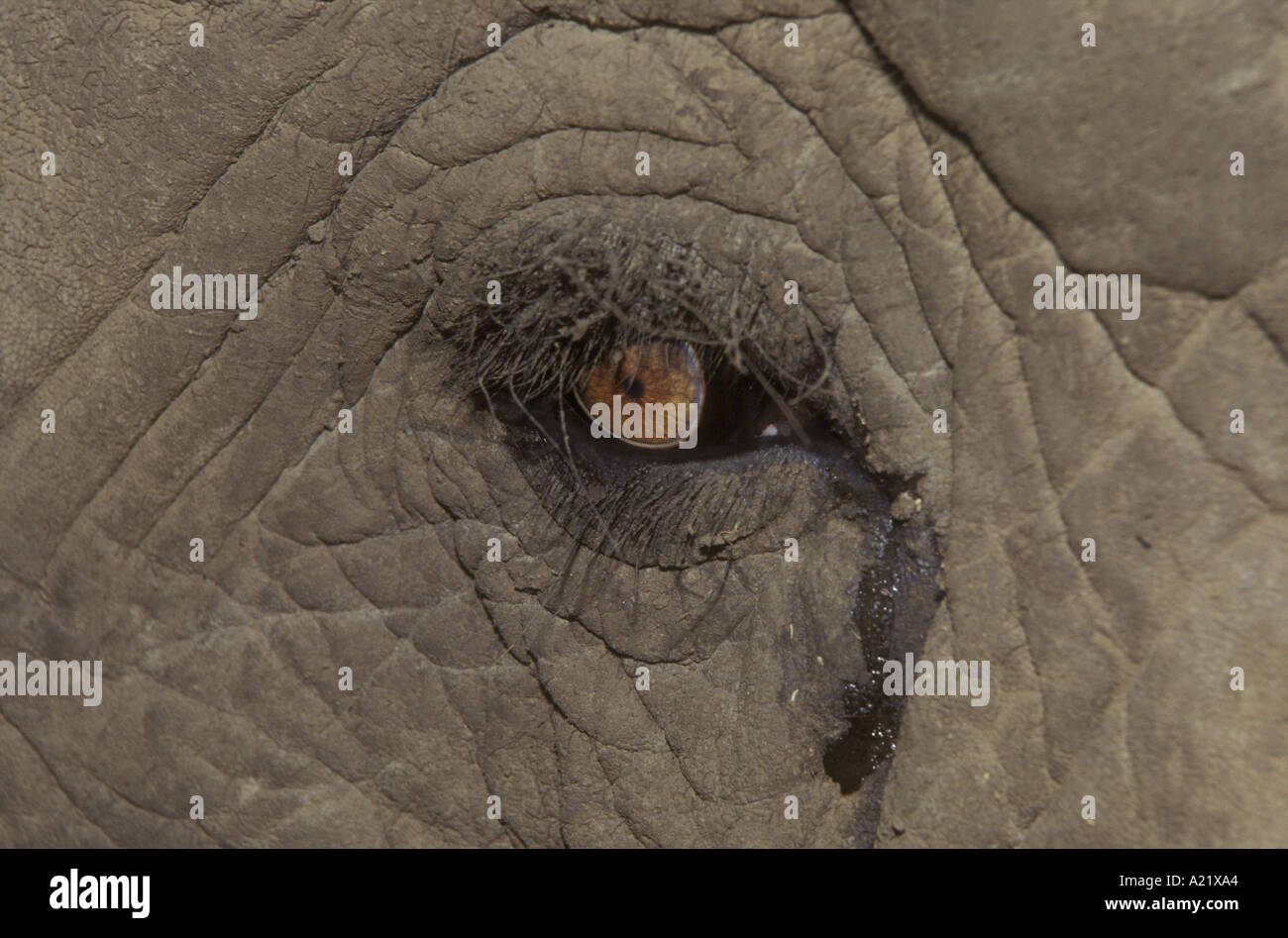African elephant eye tear hi-res stock photography and images - Alamy