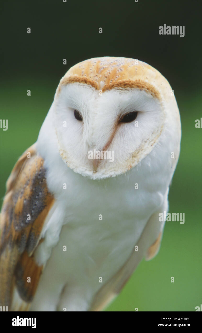 Male Barn Owl Tyto alba Stock Photo - Alamy