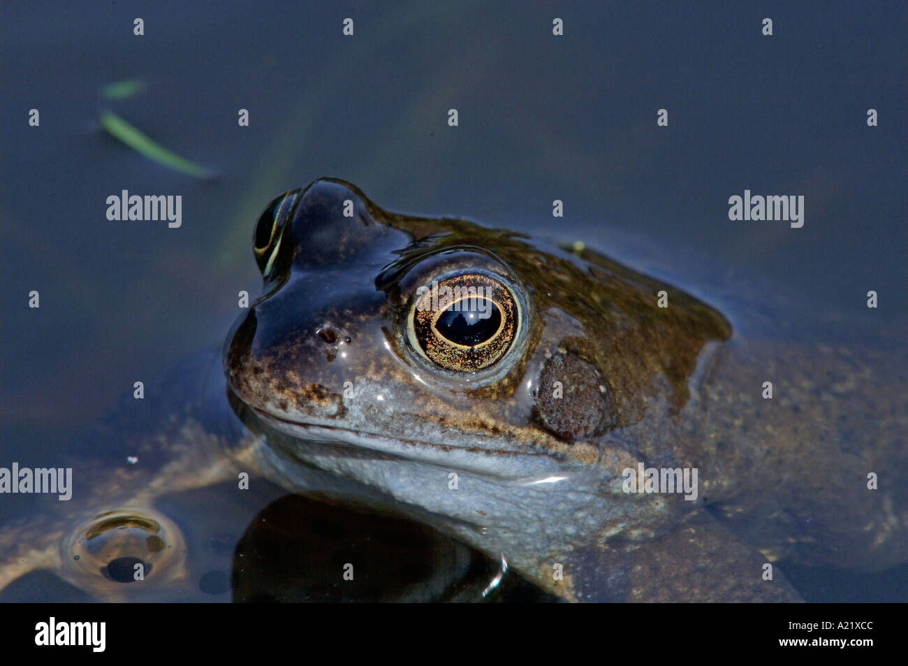 Partially submerged frog hi-res stock photography and images - Alamy