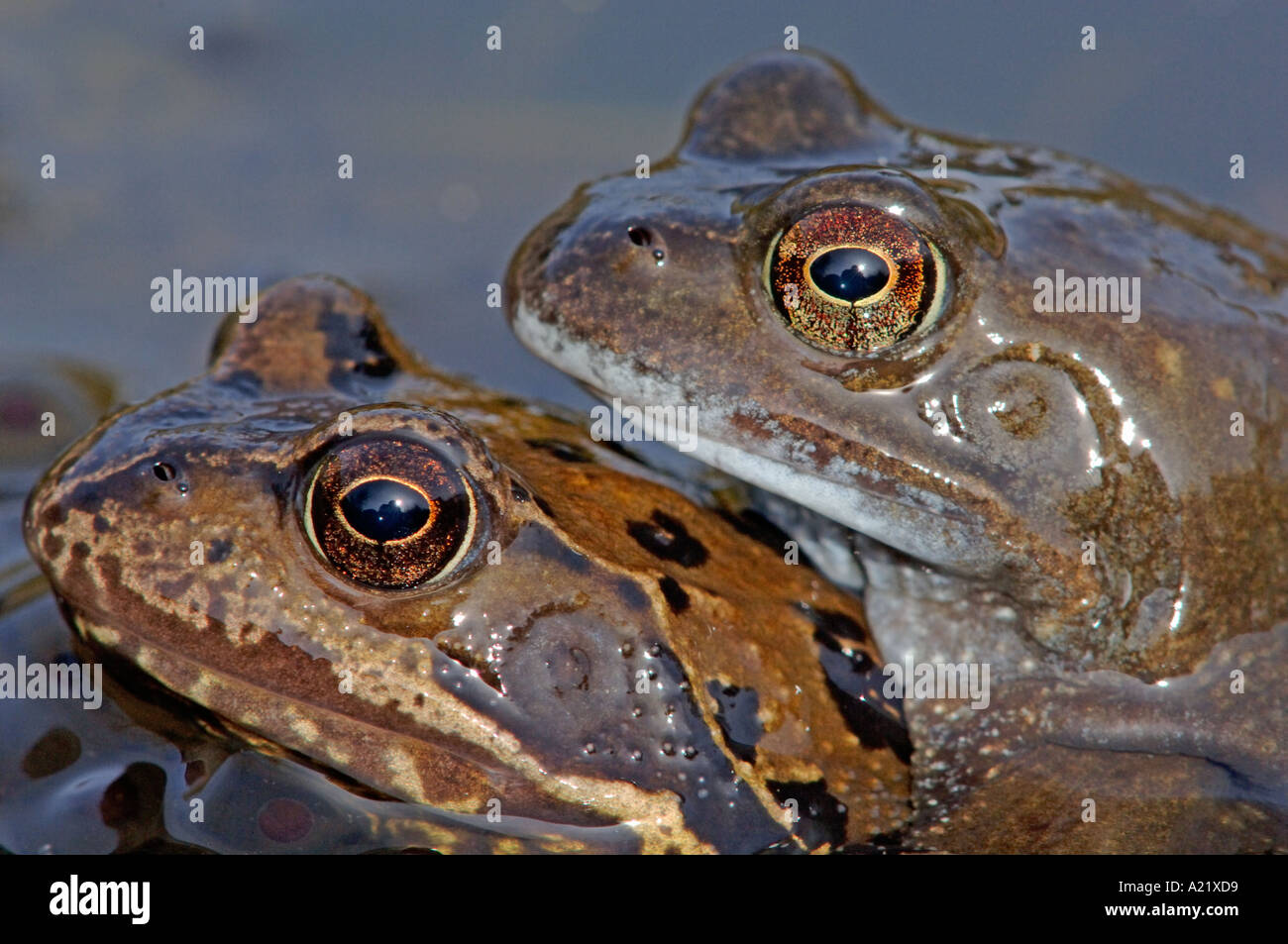 Female frog character hi-res stock photography and images - Alamy