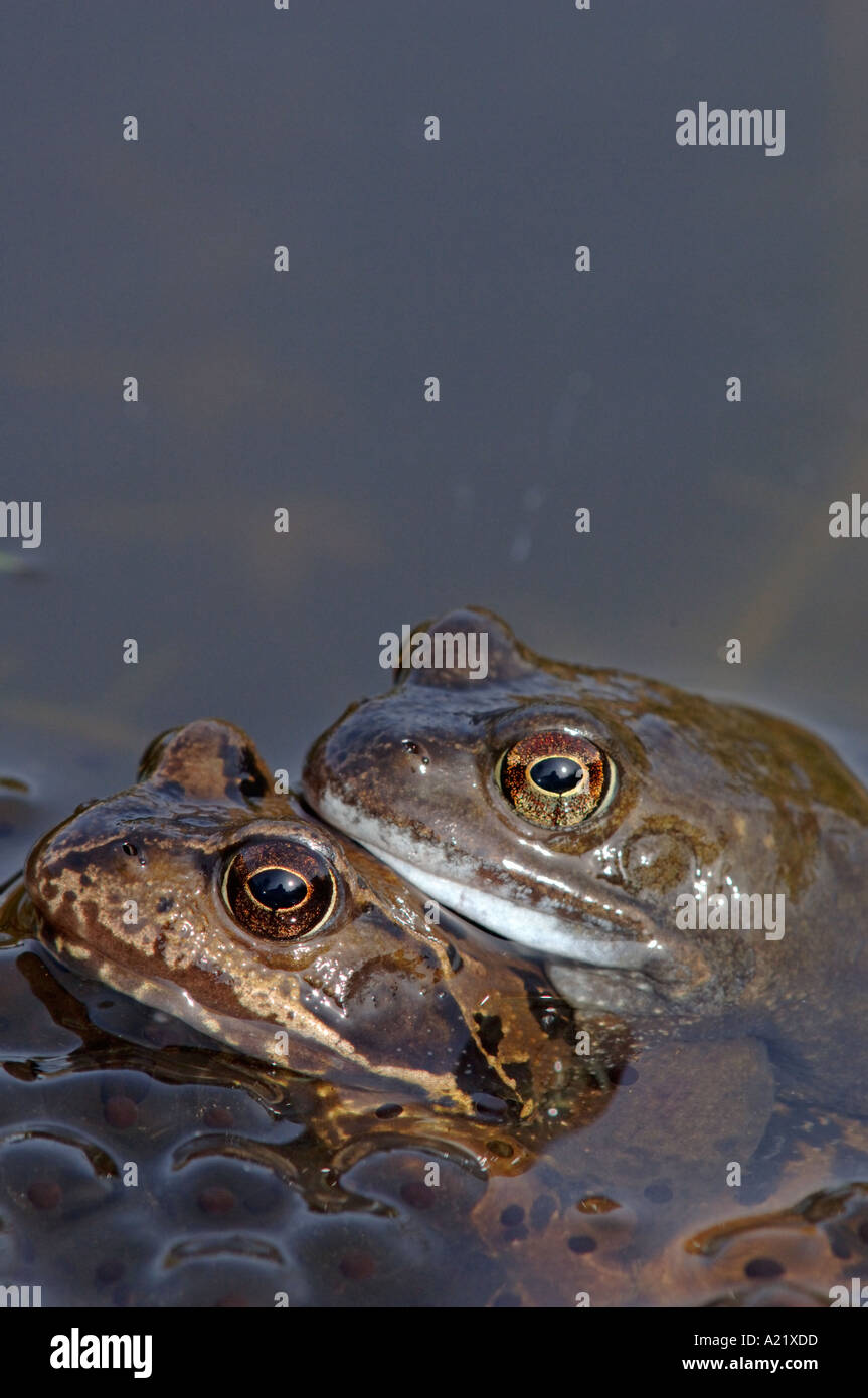 Male and female frog hi-res stock photography and images - Alamy