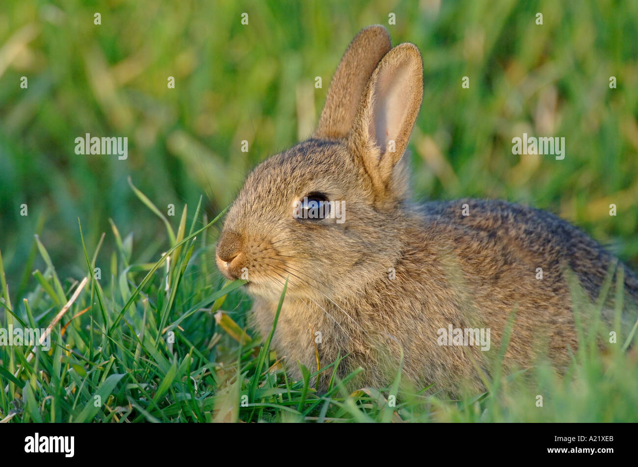 Rabbit youngster eating grass Stock Photo - Alamy