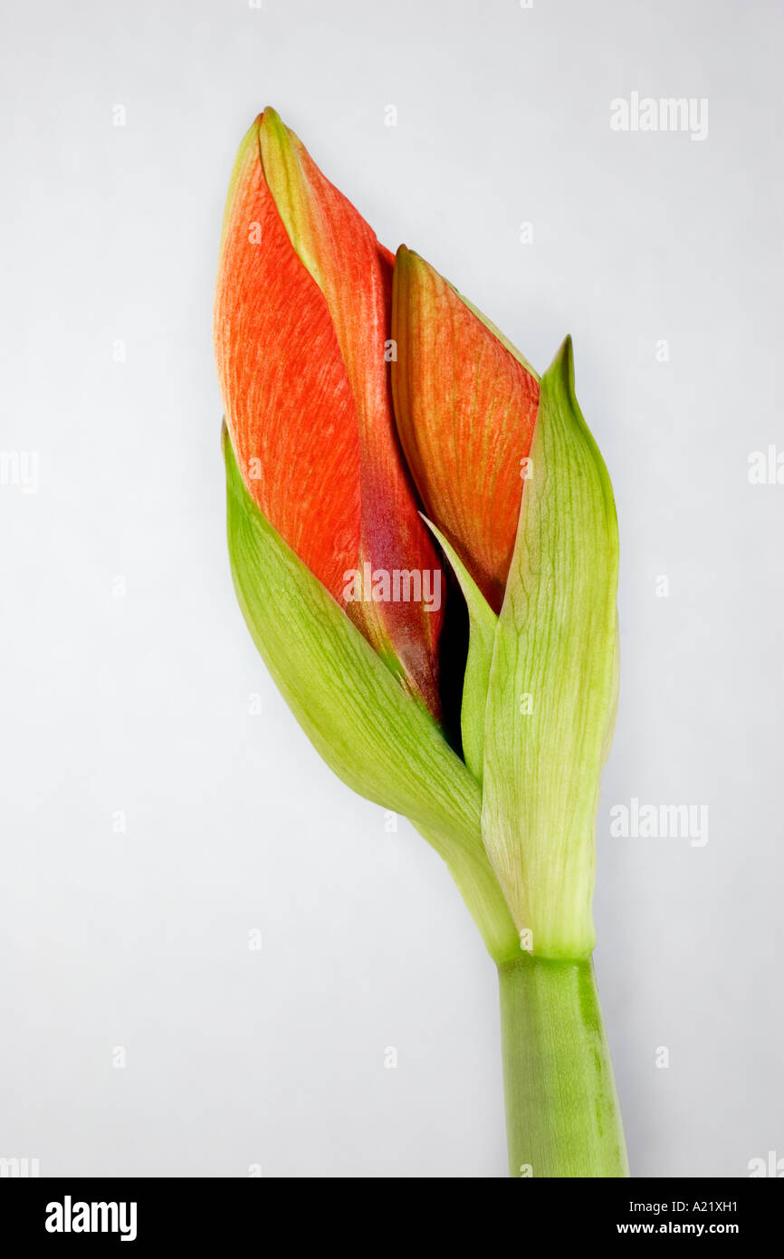 Two white buds on hi-res stock photography and images - Alamy