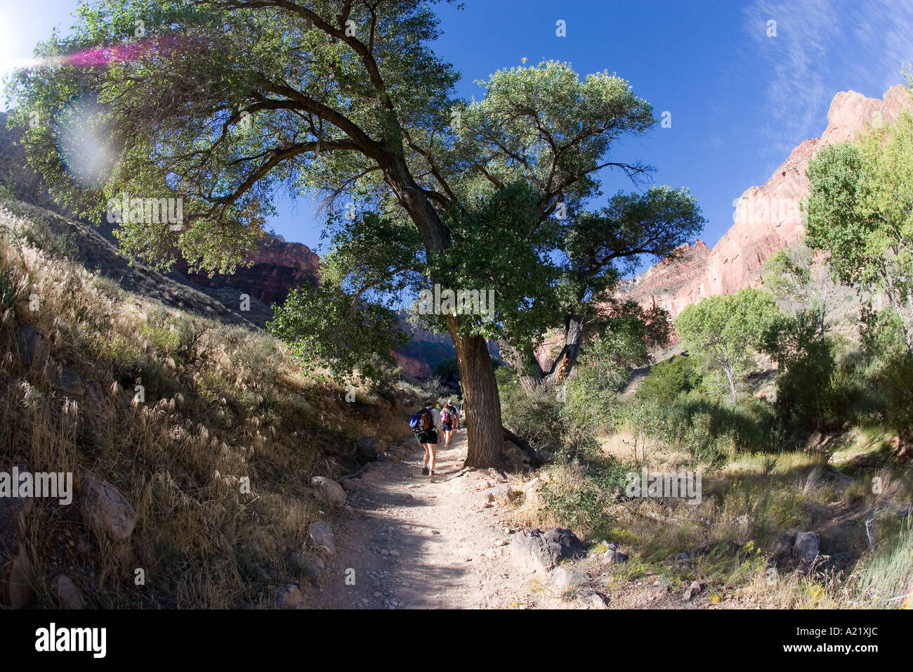 Hiker Bright Angel Trail Grand Canyon Arizona USA Stock Photo - Alamy