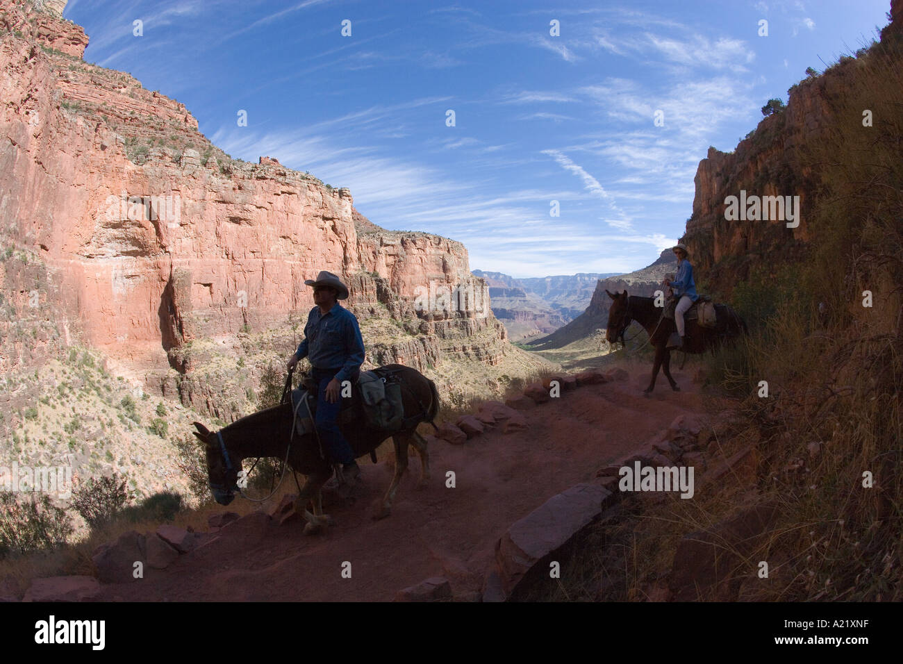 Mule ride Bright Angel Trail Grand Canyon Arizona USA Stock Photo - Alamy