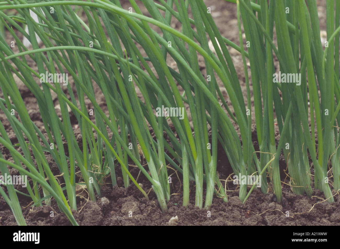 White lisbon spring onion hi-res stock photography and images - Alamy
