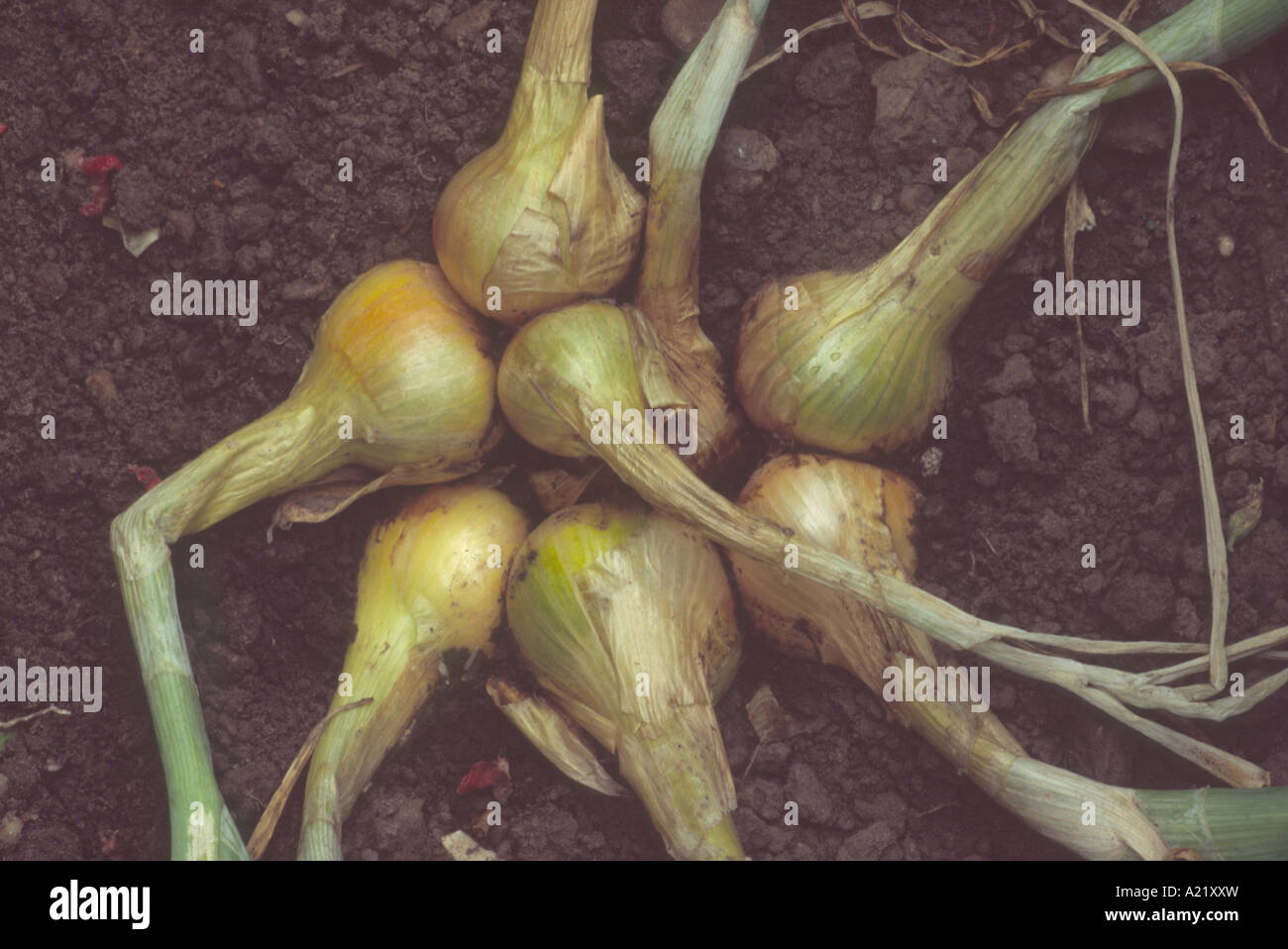 Allium cepa (Aggregatum group) 'Golden Gourmet' AGM Clump of shallot ...