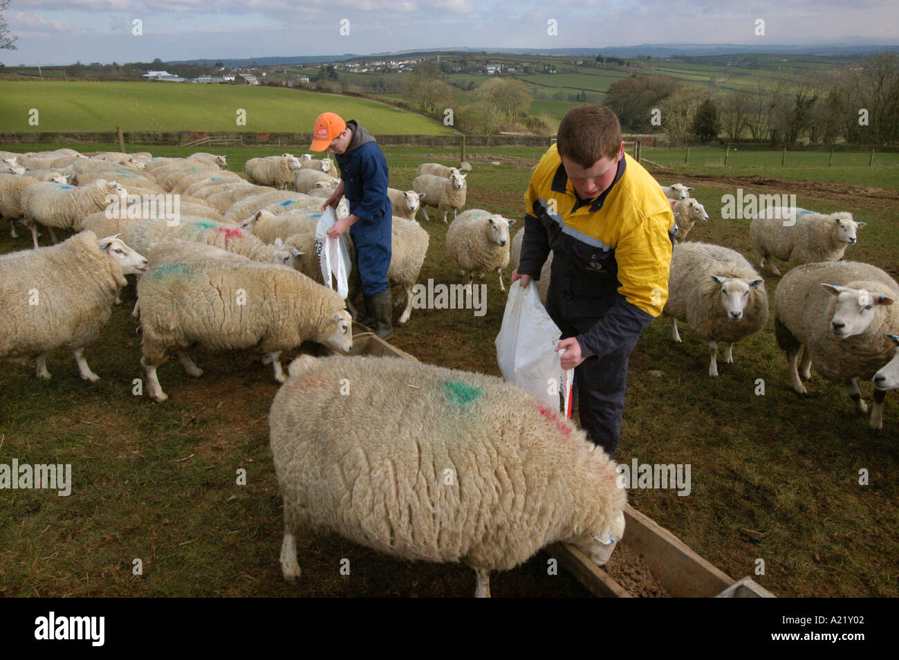 Students learning farming skills at the Duchy Agricultural College in ...
