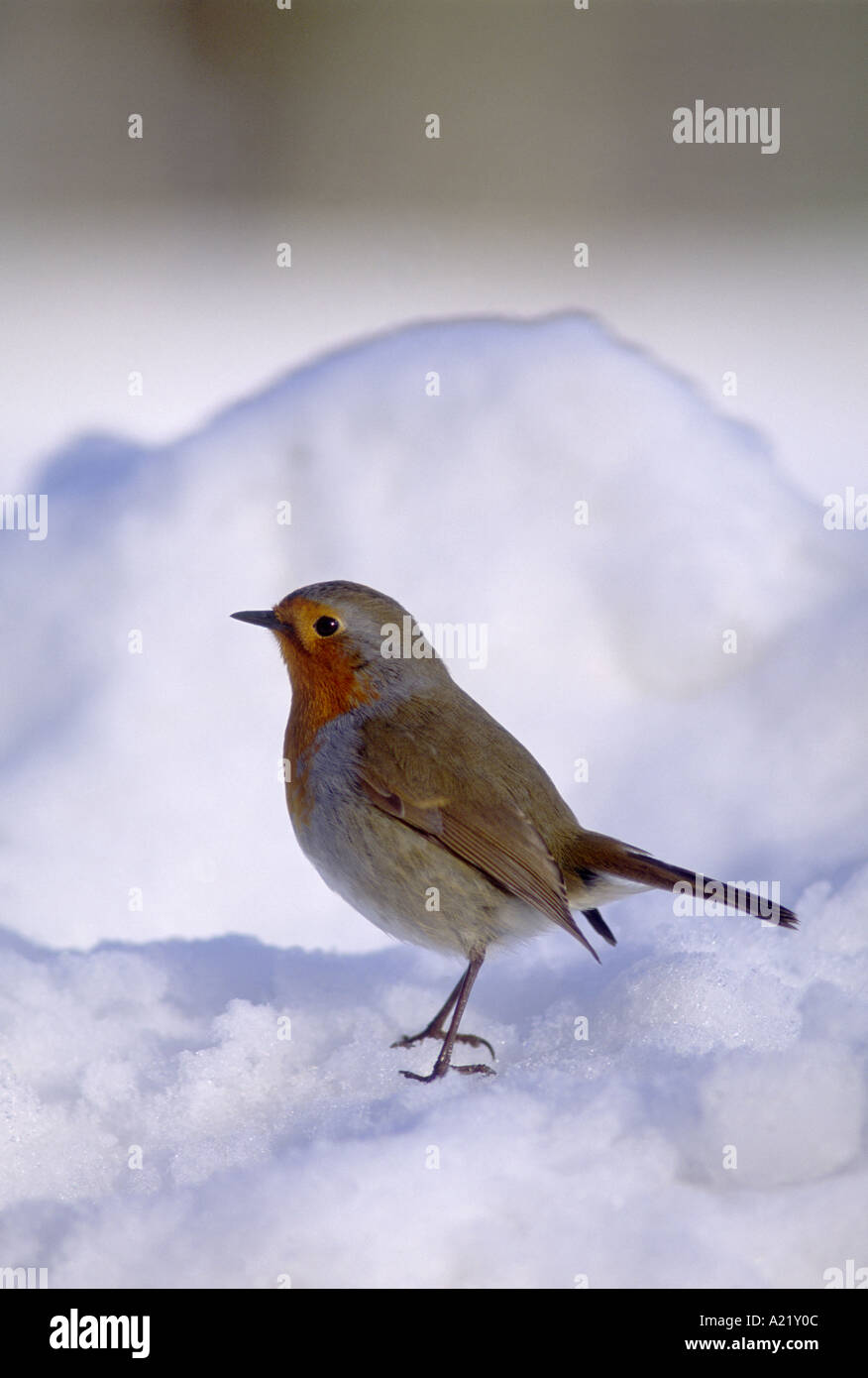Round robin snow hi-res stock photography and images - Alamy